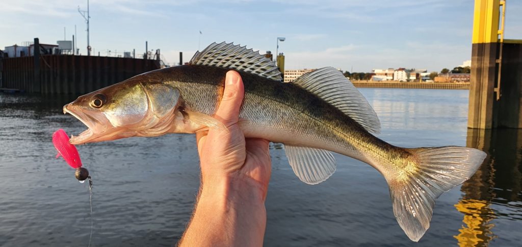 Moby Softbaits Racker Shad im Test