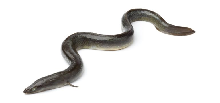 Aal angeln (Anguilla anguilla) - Alle Infos zum Fisch