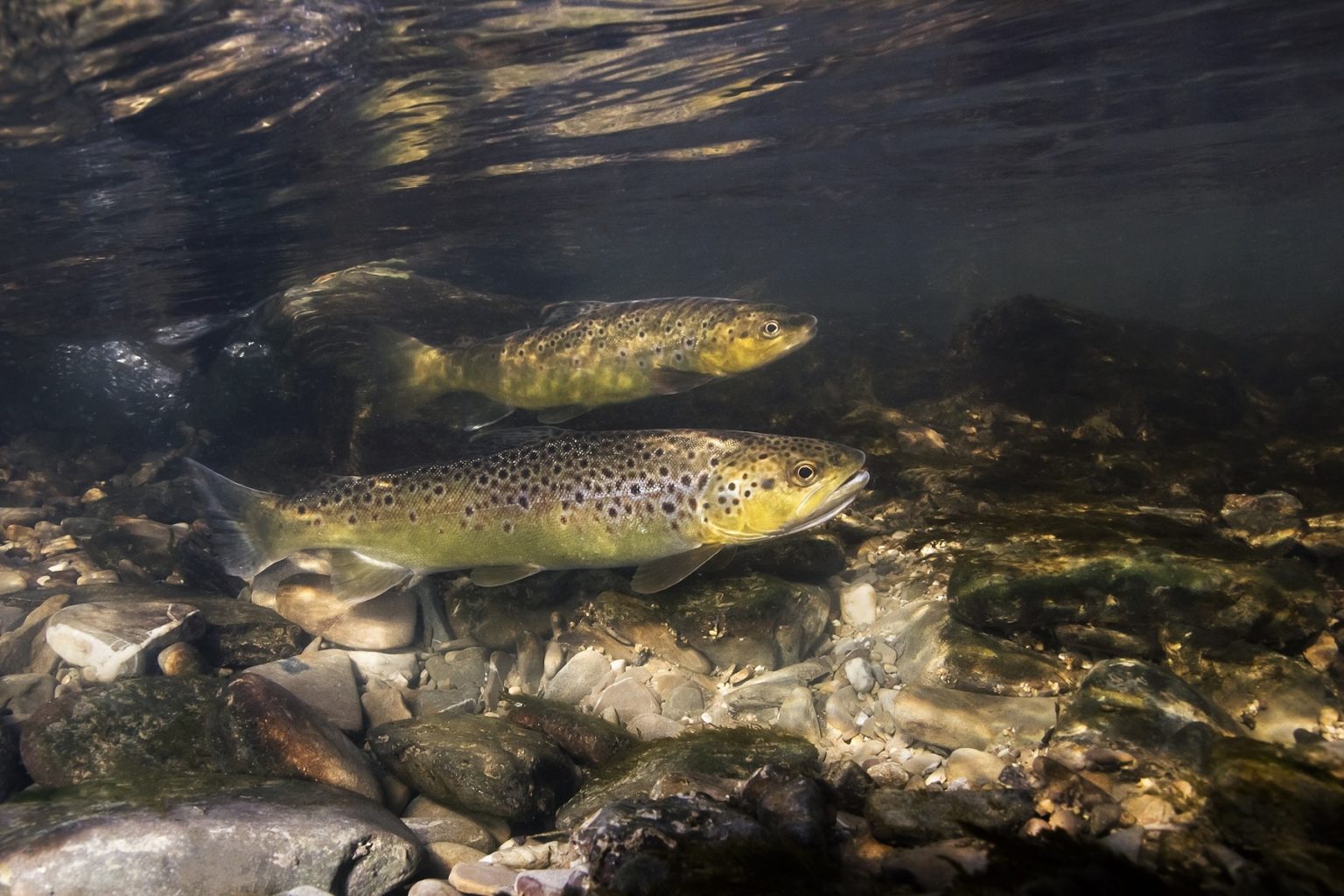 Bachforellen angeln (Salmo trutta fario) - Alle Infos zum Fisch