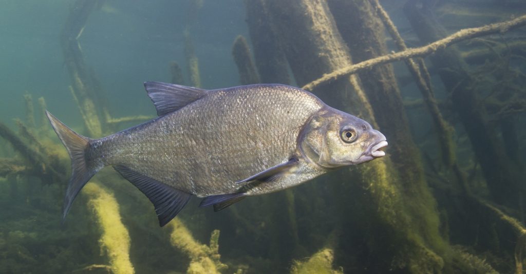 Brassen angeln (Abramis brama) - Alle Infos zum Fisch