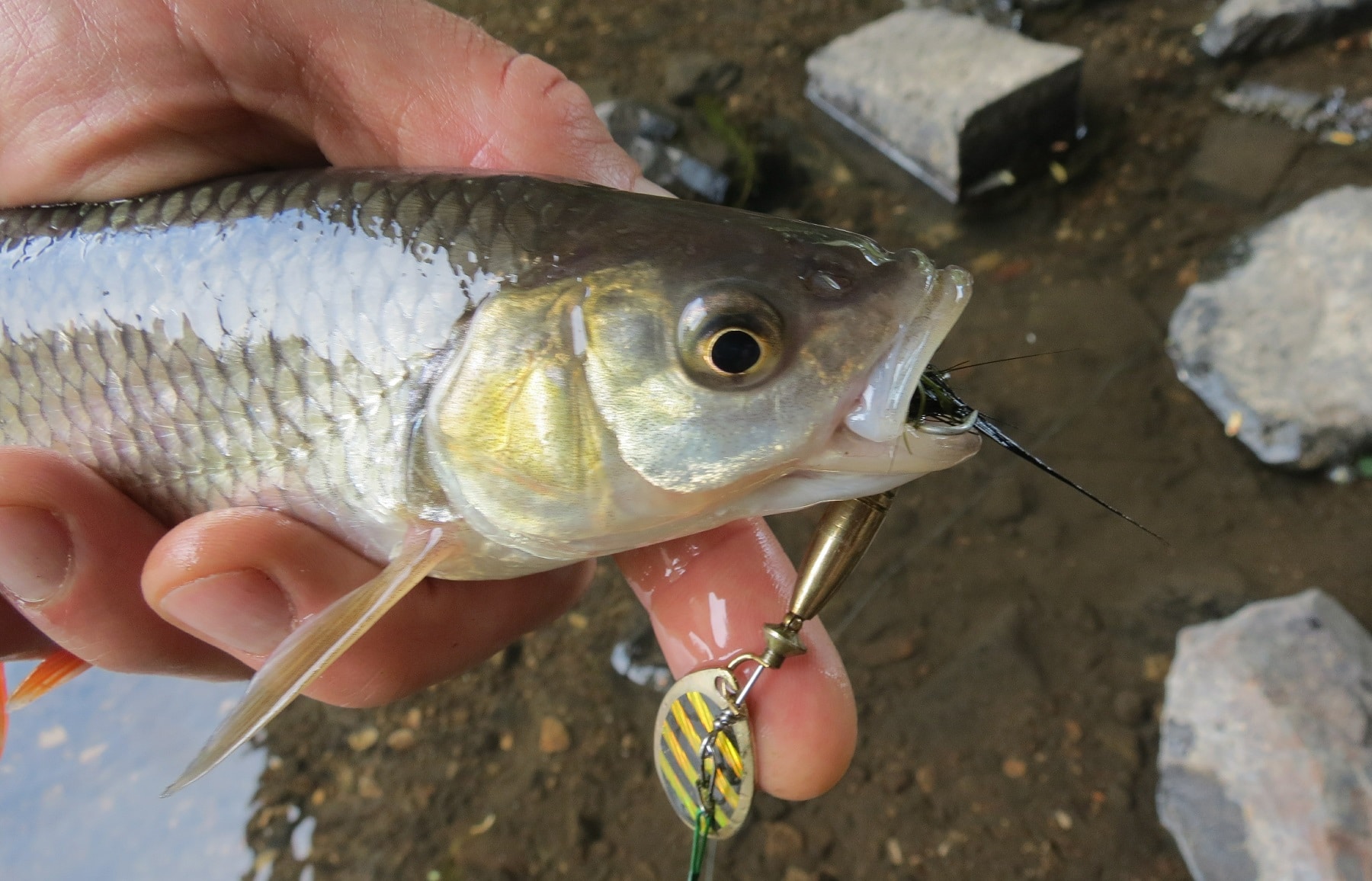Döbel angeln (Squalius cephalus) - Alle Infos zum Fisch