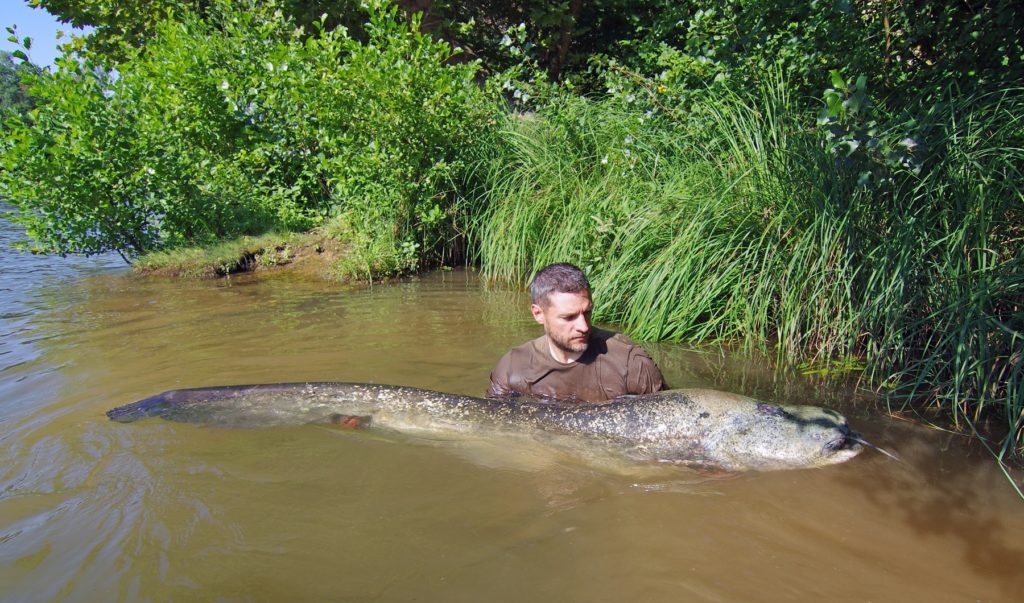 Wels / Waller angeln (Silurus glanis) - Alle Infos zum Fisch