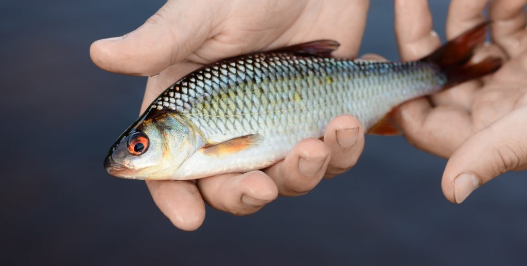 Rotaugen angeln (Rutilus rutilus) - Alle Infos zum Fisch