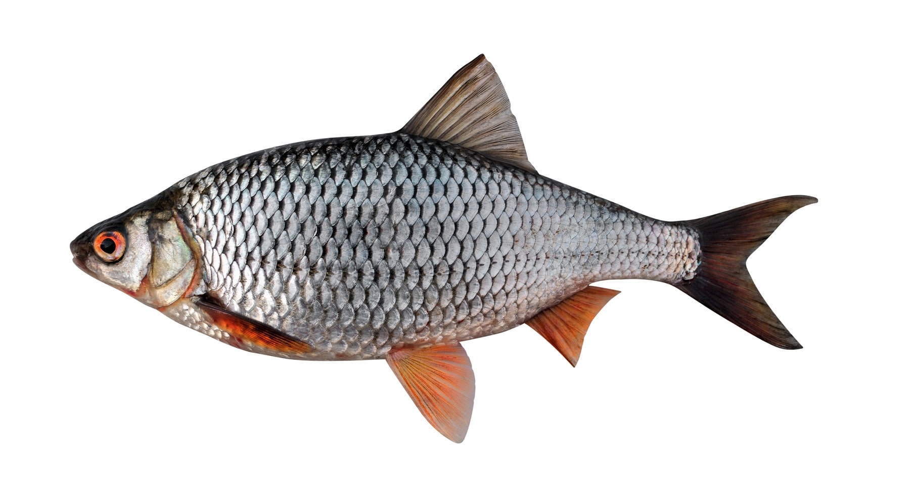 Rotaugen angeln (Rutilus rutilus) - Alle Infos zum Fisch