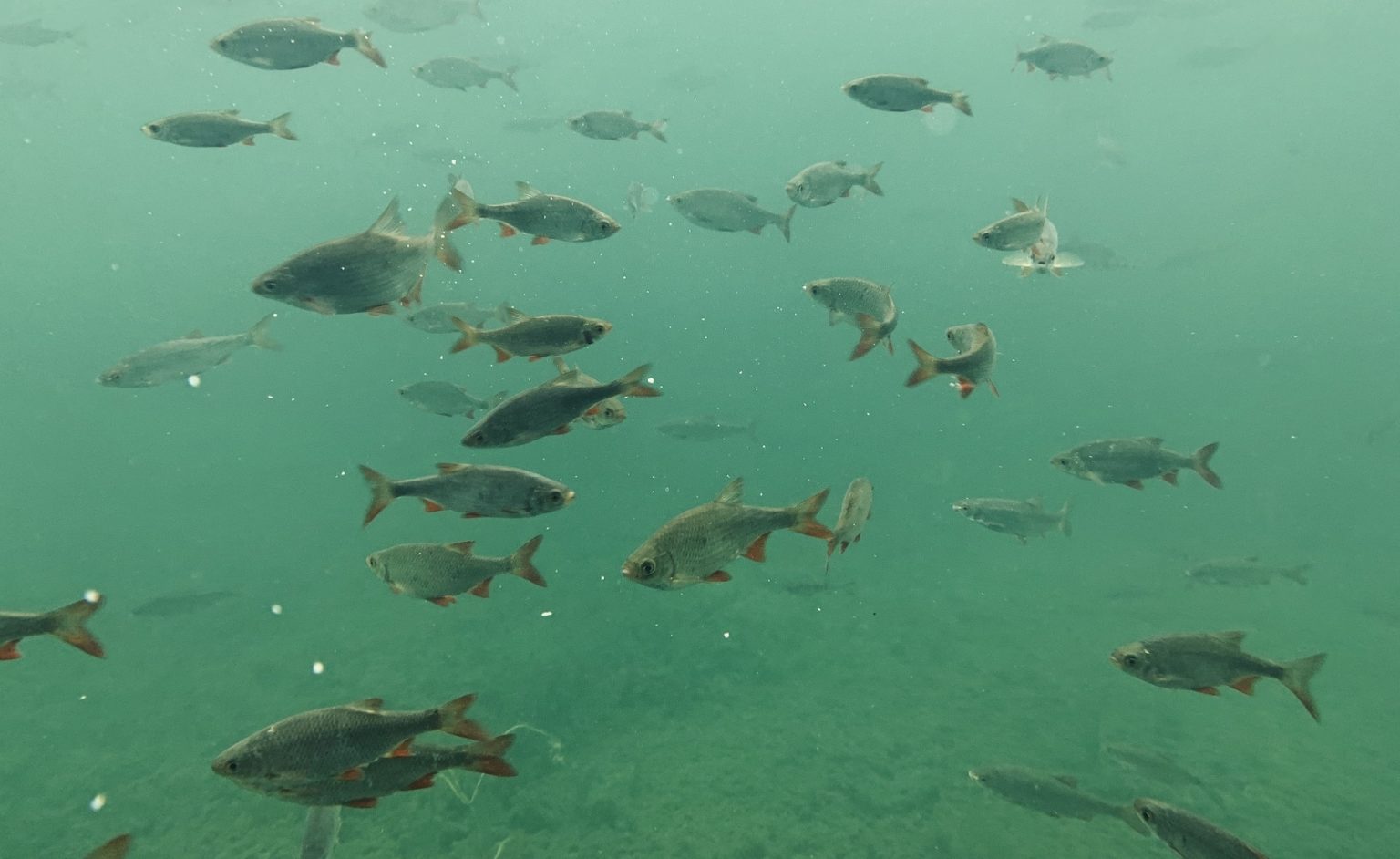 Rotaugen angeln (Rutilus rutilus) - Alle Infos zum Fisch