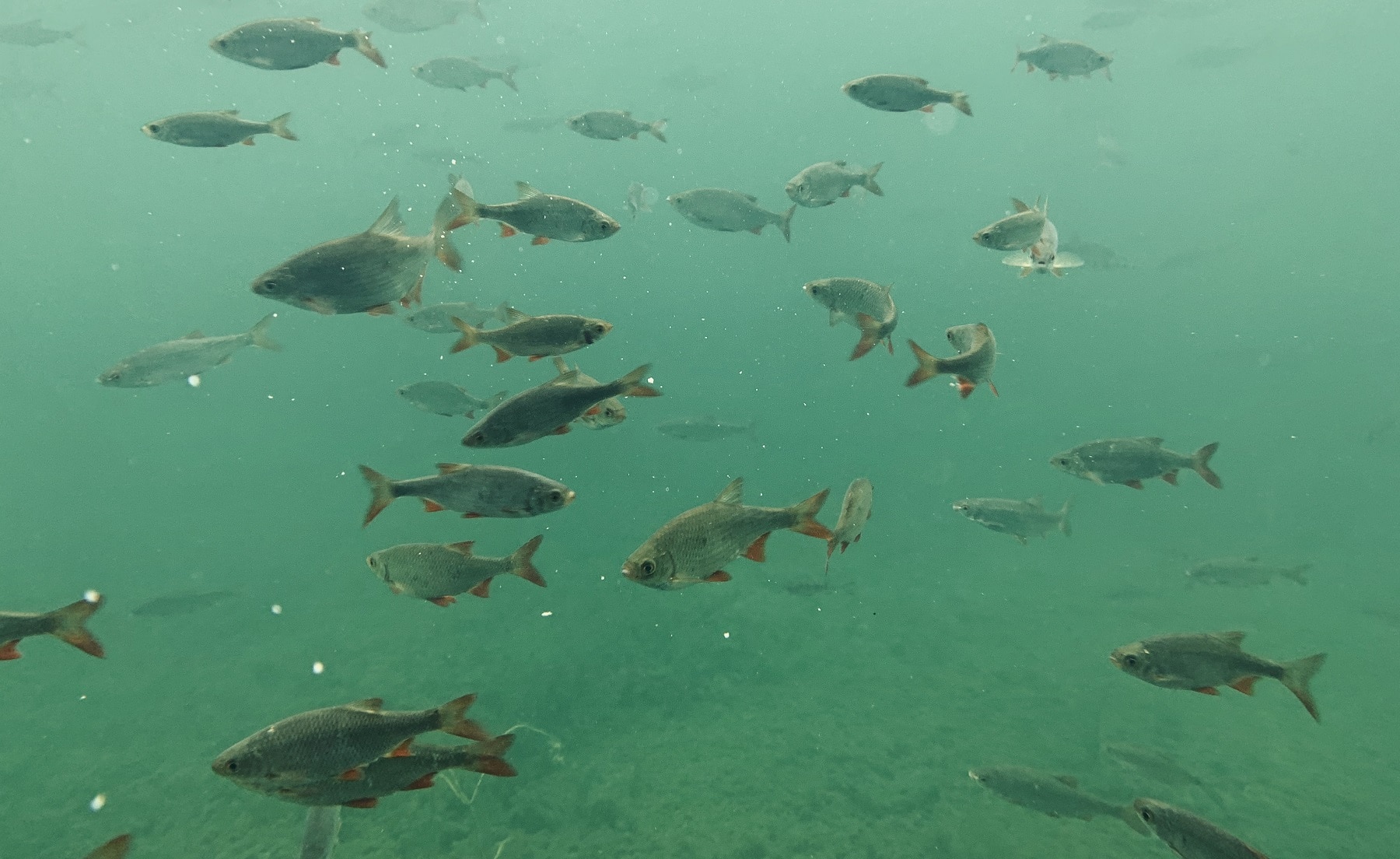 Rotaugen angeln (Rutilus rutilus) - Alle Infos zum Fisch