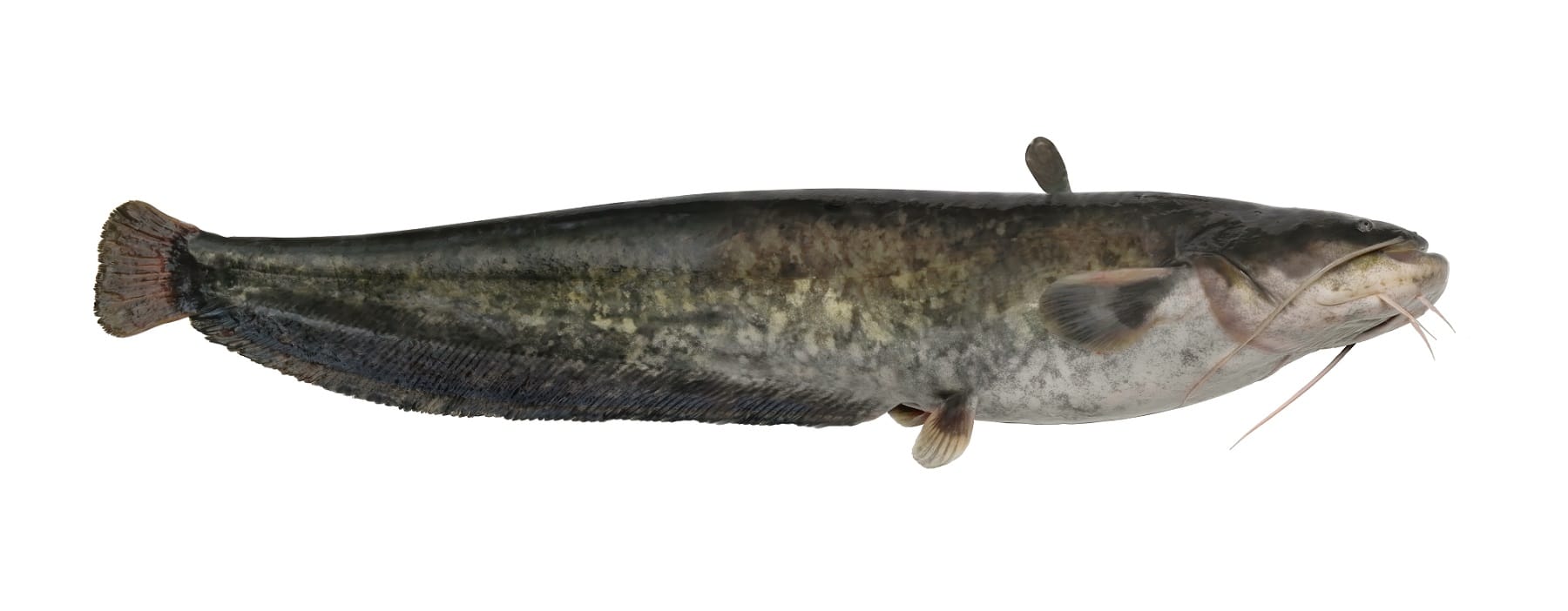 Wels / Waller angeln (Silurus glanis) - Alle Infos zum Fisch