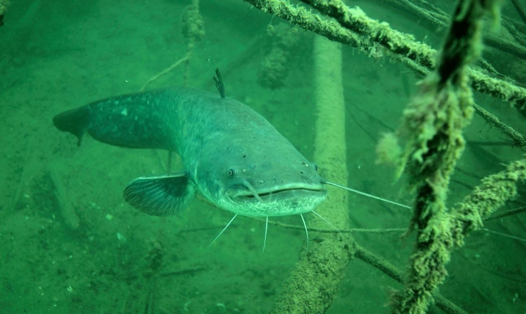 Wels / Waller angeln (Silurus glanis) - Alle Infos zum Fisch
