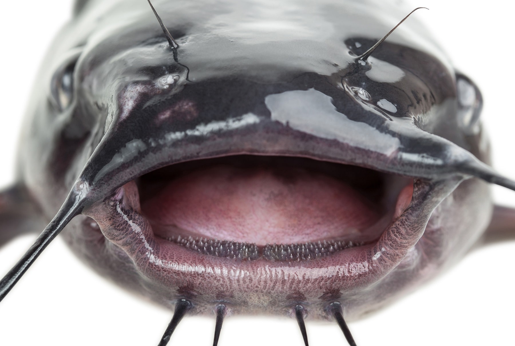 Wels / Waller angeln (Silurus glanis) - Alle Infos zum Fisch