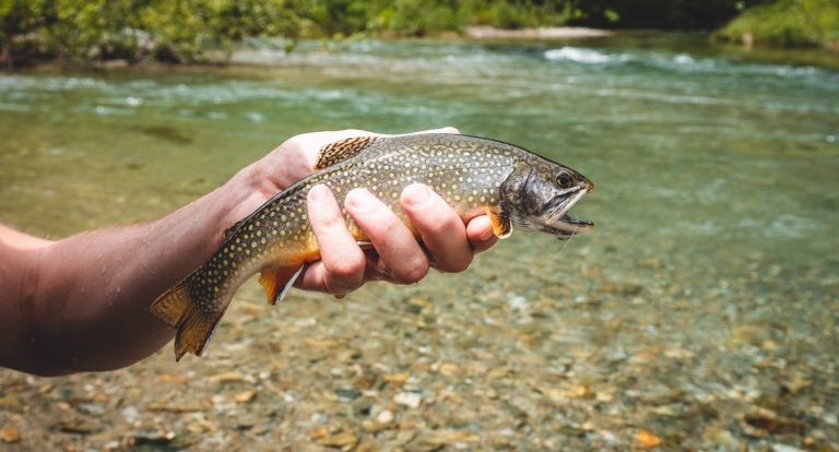 Bachsaibling angeln (Salvelinus fontinalis) - Alle Infos zum Fisch