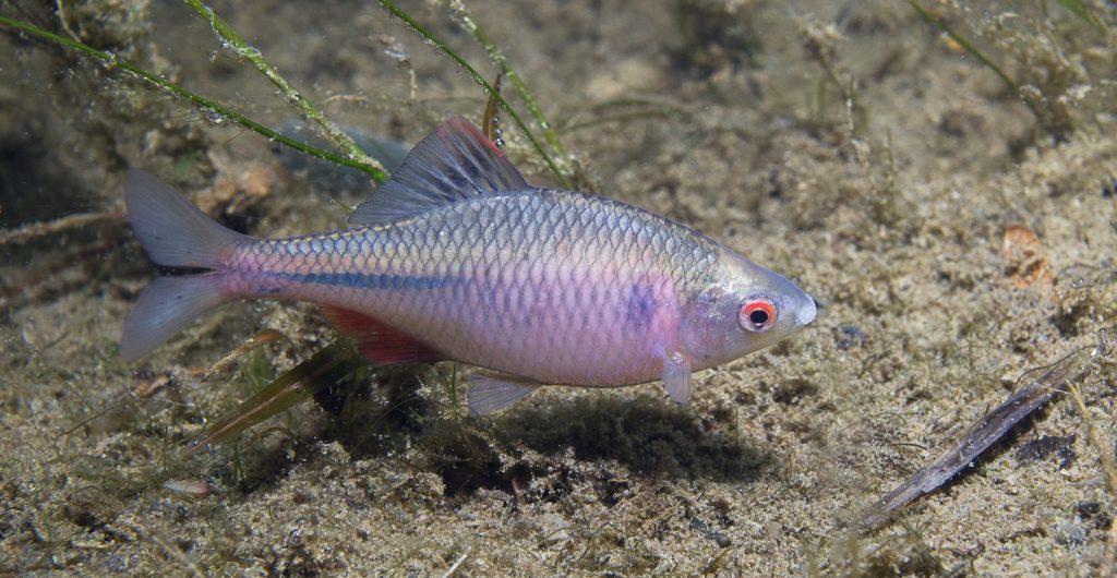 Bitterling (Rhodeus amarus) - Alle Infos zum Fisch