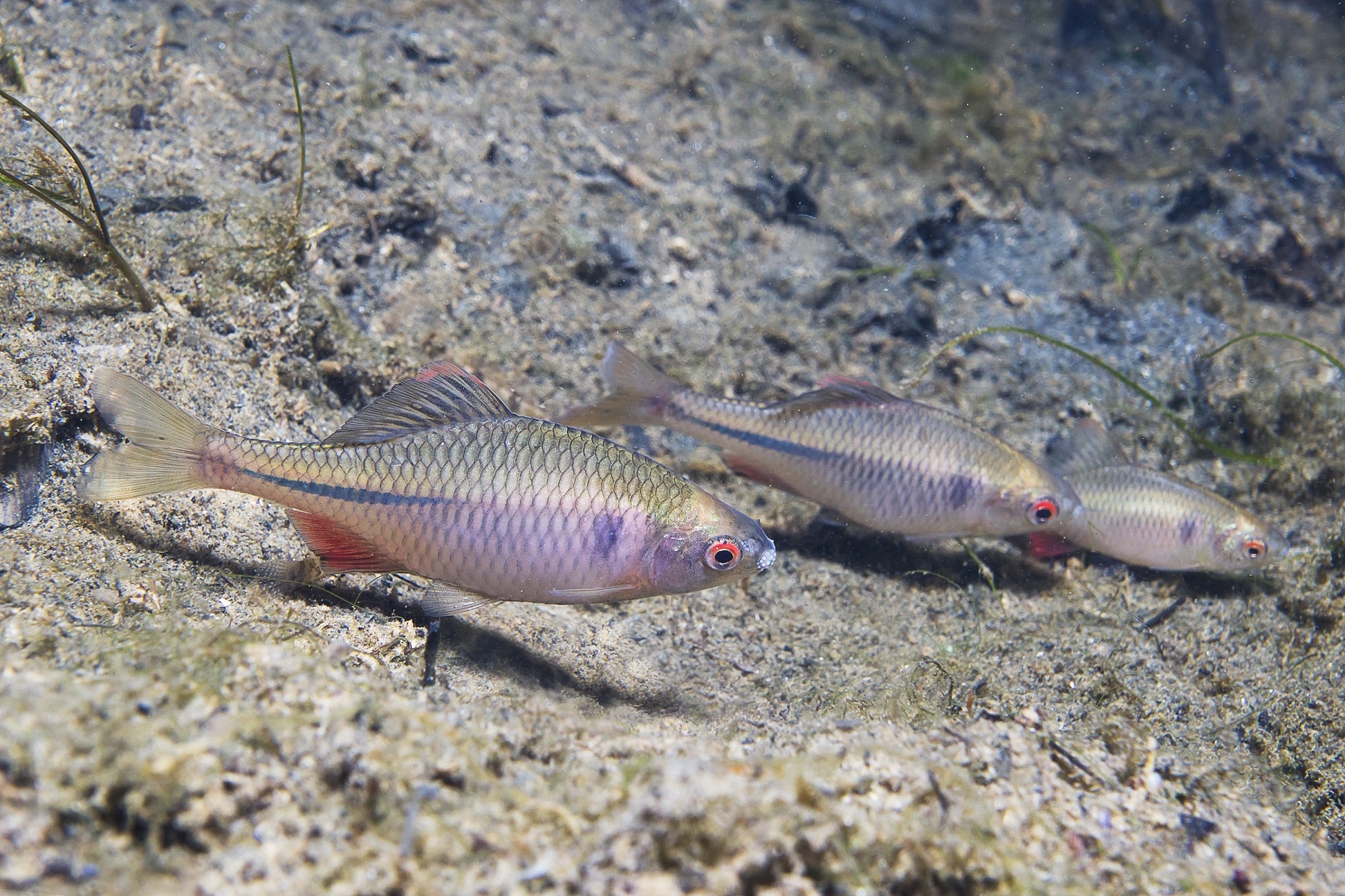 Bitterling (Rhodeus amarus) - Alle Infos zum Fisch