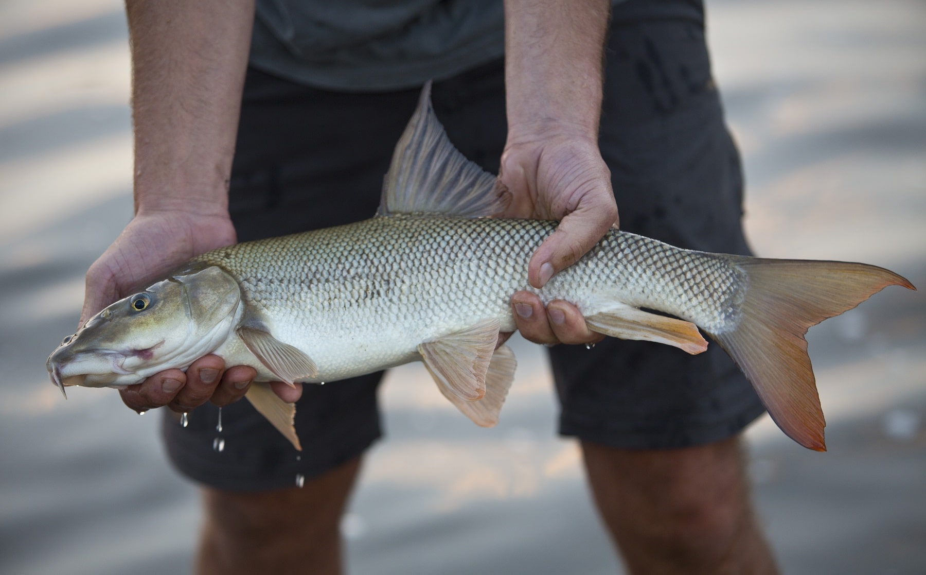 Barben angeln (Barbus Barbus) - Alle Infos zum Fisch