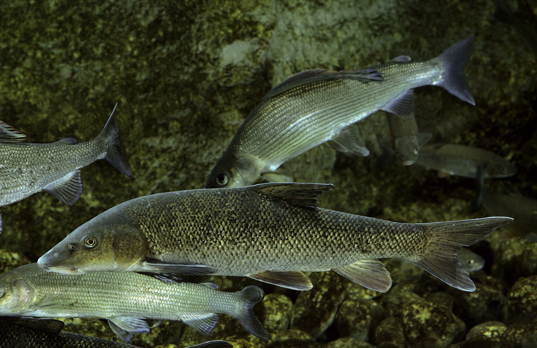 Barben angeln (Barbus Barbus) - Alle Infos zum Fisch