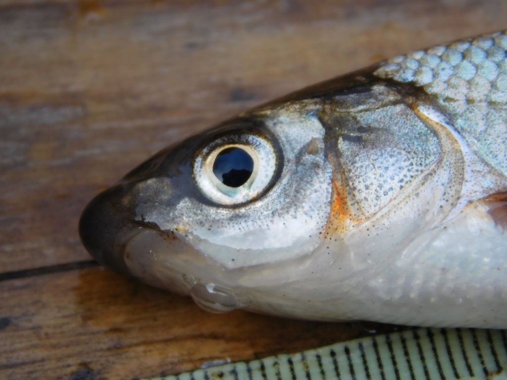 Die Nase (Chondrostoma nasus) - Alle Infos zum Fisch