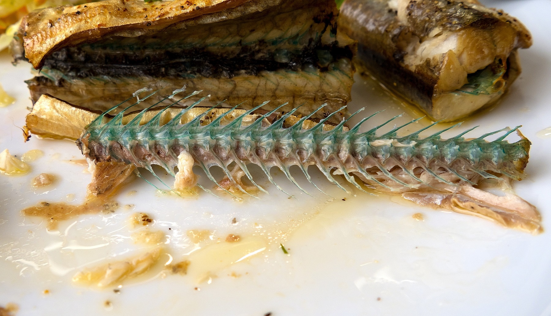 Hornhecht angeln (Belone belone) - Alle Infos zum Fisch