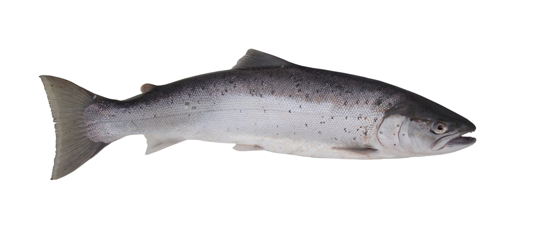 Meerforellen angeln (Salmo trutta trutta) - Alle Infos zum Fisch