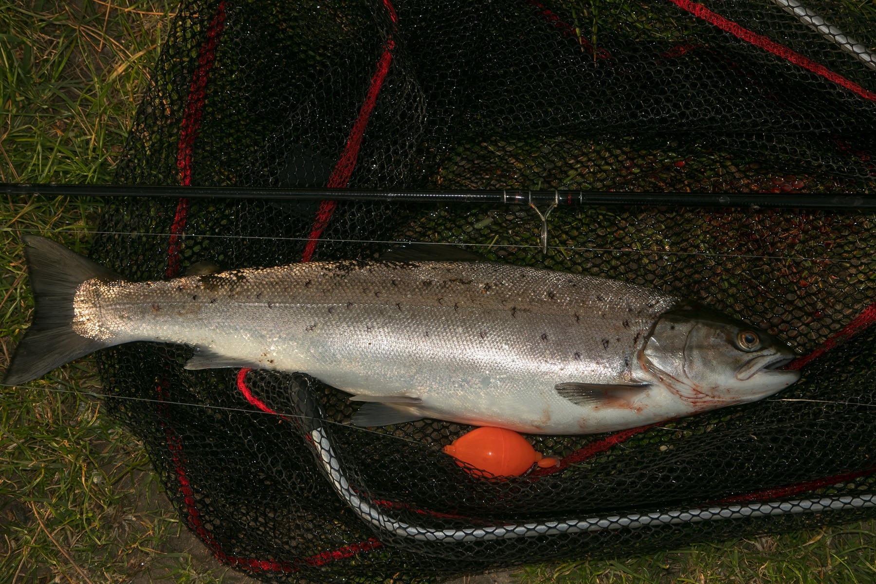 Meerforellen angeln (Salmo trutta trutta) - Alle Infos zum Fisch