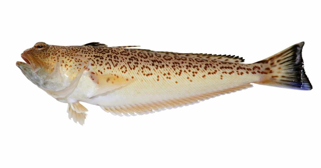 Das Petermännchen (Trachinus draco) - Alle Infos zum Fisch