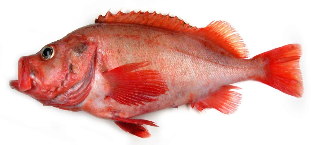 Rotbarsch angeln (Sebastes norvegicus) - Alle Infos zum Fisch