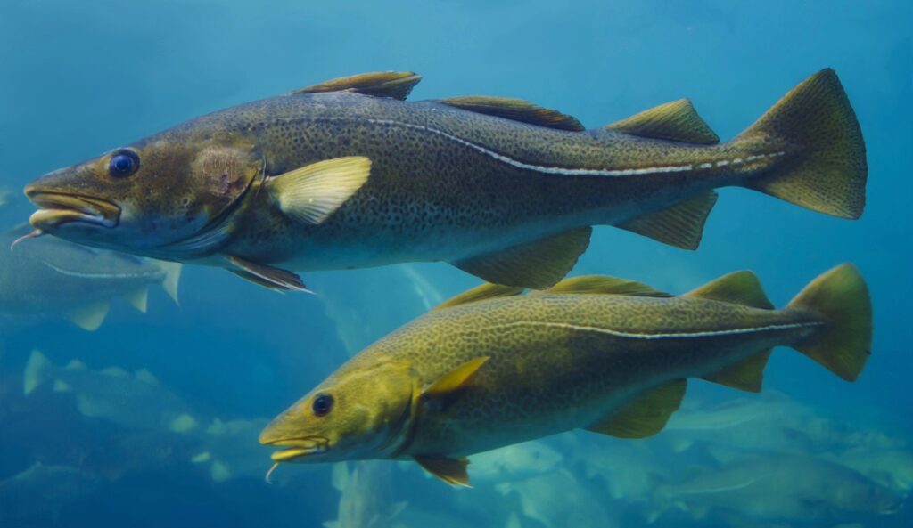 Bleifrei Angeln: Alternativen zu Blei beim Angeln