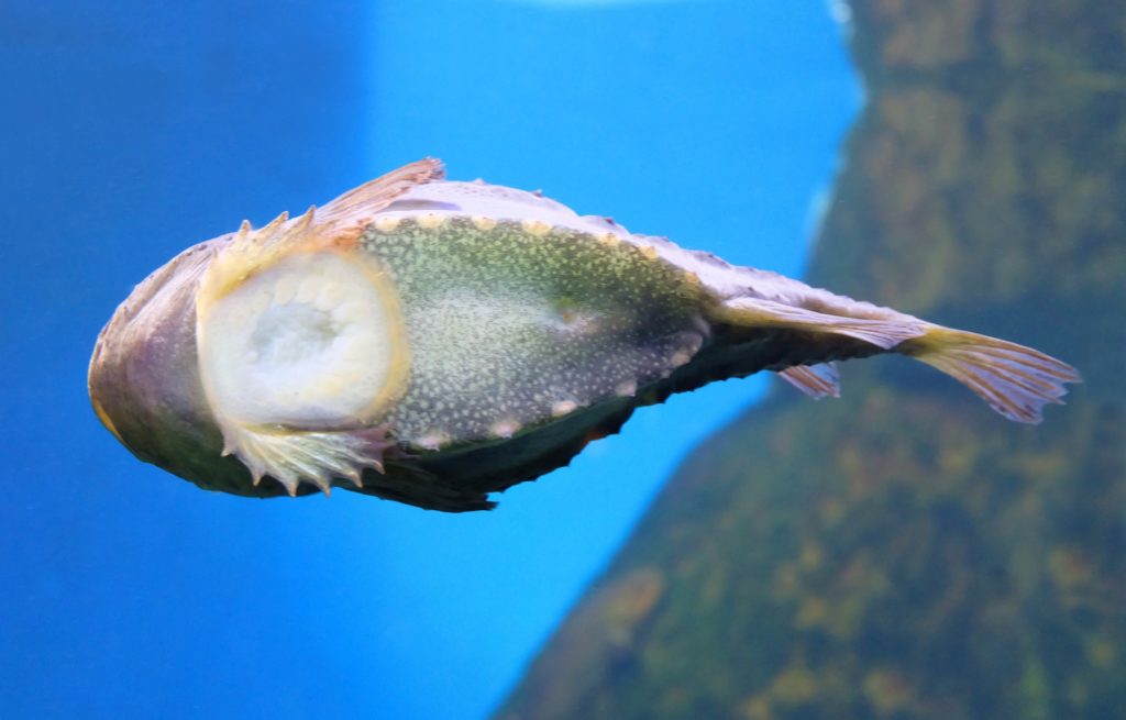 Seehase / Lumpfisch (Cyclopterus lumpus) - Infos zum Fisch