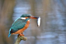 Moderlieschen (Leucaspius delineatus) - Alle Infos zum Fisch