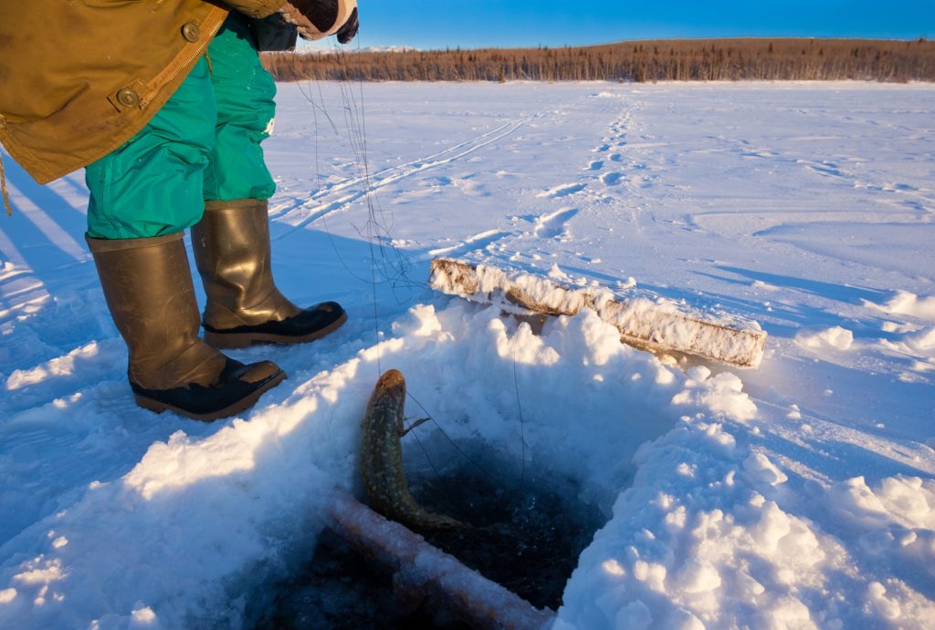 Quappe (Lota lota) - Alle Infos zum Fisch