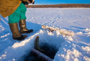 Quappe (Lota lota) - Alle Infos zum Fisch