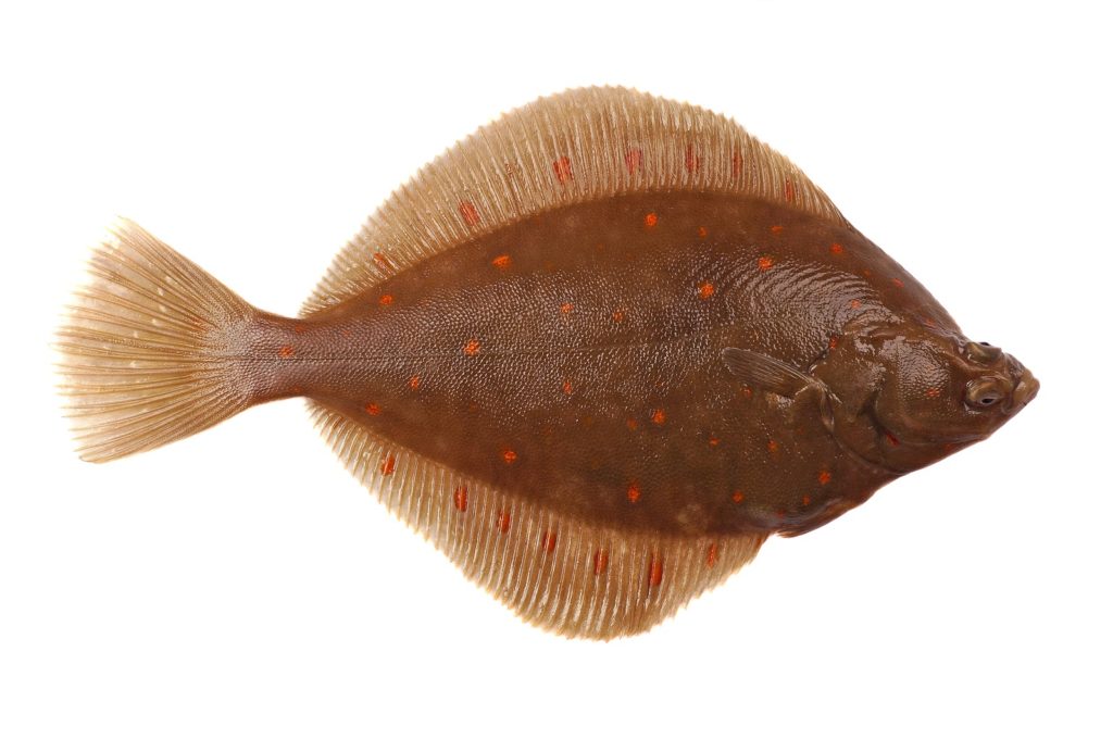 Die Scholle (Pleuronectes platessa) - Alle Infos zum Fisch