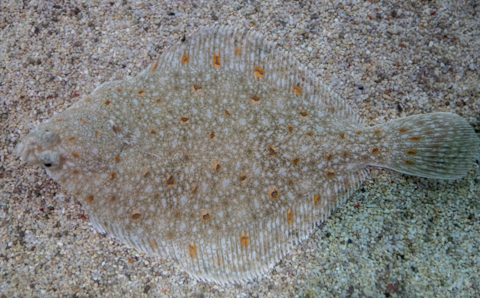 Die Scholle (Pleuronectes platessa) - Alle Infos zum Fisch