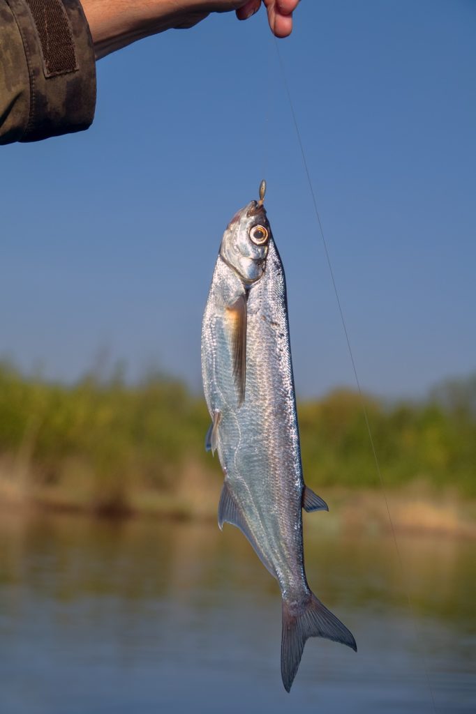 Ziege / Sichling (Pelecus cultratus) - Alle Infos zum Fisch