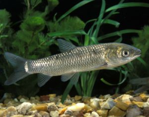Graskarpfen (Ctenopharyngodon idella) - Alle Infos zum Fisch
