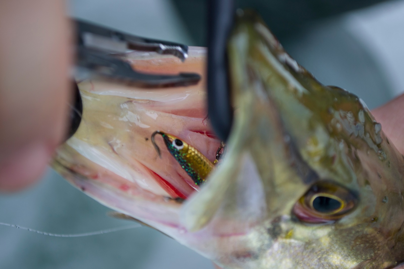 Rachensperre beim Angeln auf Hecht: Sinnvoll, oder nicht?